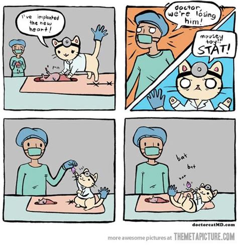 The Internets Most Asked Questions Doctor Cat Cat Comics Funny Cat Memes