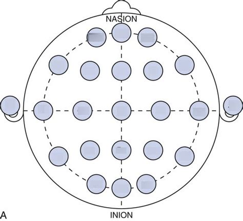 Scalp Measurement Quizlet Diagram Quizlet