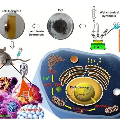 Doxorubicin Release Profile A And Release Mechanism B Download Scientific Diagram