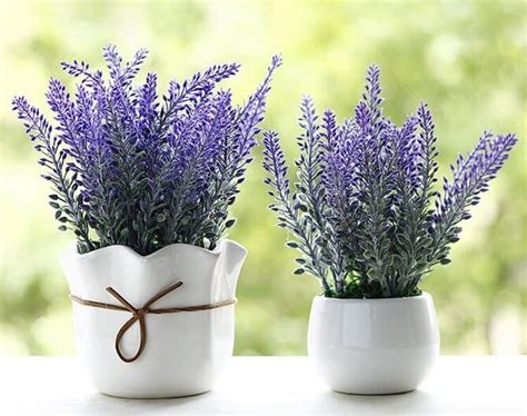 Какие цветы должны быть дома обязательно фото и название