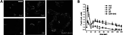 F Actin Distribution In Aggregation Competent Cells A Cells Were