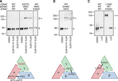 Cross Linking Of Intersubunit Residues Ac Representative Download Scientific Diagram