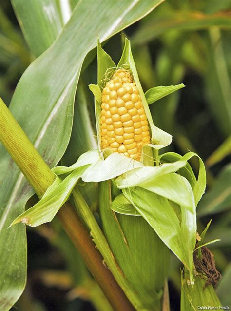 Comment Cultiver Le Maïs Doux Semer Planter Le Mais Détente Jardin