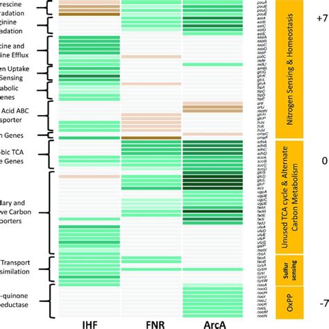Proteome Allocation In Each Of The Strains A Pie Chart Depicting The Download Scientific