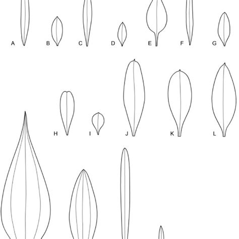 Leaf Apex Of In Korean Galium A Acuminate B Acute C Mucronate D