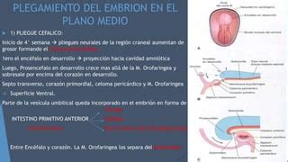 Cuarta A Octava Semana Del Desarrollo Embrionario Pptx