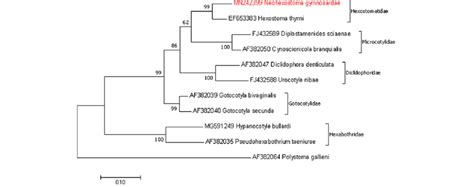 maximum likelihood tree based on an analysis of 28s rdna sequences