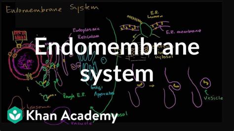 Understanding The Endomembrane System In Eukaryotic Cells Galaxy Ai Galaxy Ai