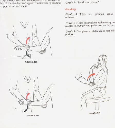 Rom And Mmt Upper Extremity Flashcards Quizlet