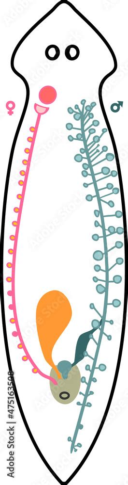 Reproductive System Of Planaria Flatworm Isolated On White Background Stock Vector Adobe Stock