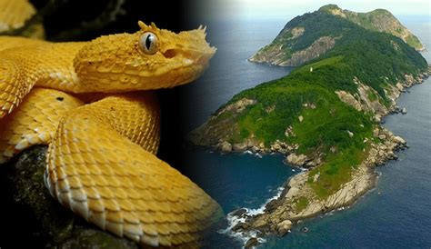 Isla De Las Cobras ¿cómo Es El Lugar Más Peligroso Del Mundo Que Se