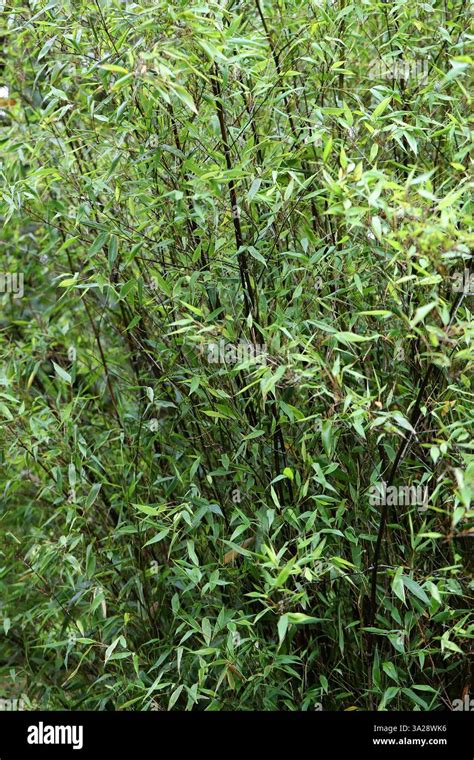 Black Bamboo Or Purple Bamboo Phyllostachys Nigra Poaceae China It