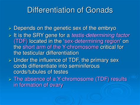 Ppt Development Of Genital System Powerpoint Presentation Free Download Id4470281