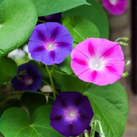 Mixed Colors Morning Glory Seeds Alliance Of Native Seedkeepers