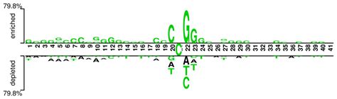 Bert 5mc An Interpretable Model For Predicting 5 Methylcytosine Sites