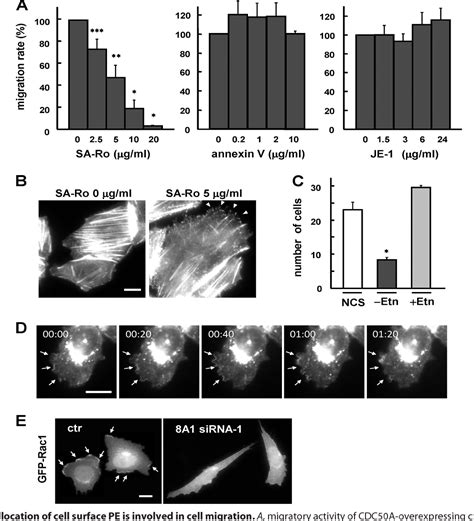 Figure 1 From Role For Phospholipid Flippase Complex Of Atp8a1 And Cdc50a Proteins In Cell