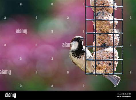 Passer Domesticus Male House Sparrow Feeding On A Suet Ball Feeder