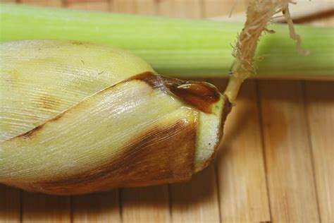 How To Grow Cymbopogon Citratus From Cuttings