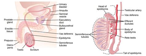 Male Sexual Anatomy Diagram The Male Reproductive System Boundless