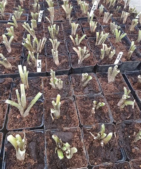 Cutting Hostas Back Sienna Hosta
