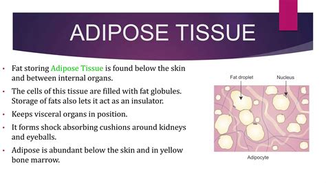 Tissues Class 9th Pptx Tissues Class 9th Pptx