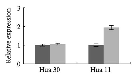 Verification Of Microarray Results By Real Time Pcr Real Time Pcr