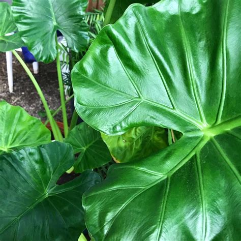 Elephant Ear Alocasia Calidora Houseplant Baker City Oregon — The