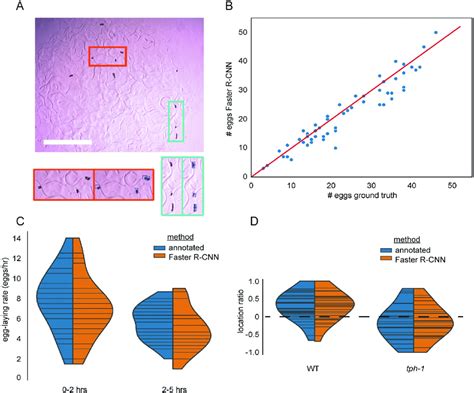 automated egg detection using faster r cnn a representative image