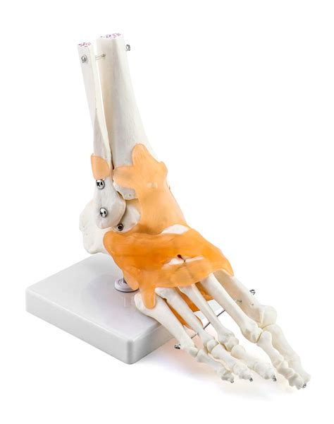 Buy Qwork Human Foot Skeleton Model Life Size Human Foot And Ankle