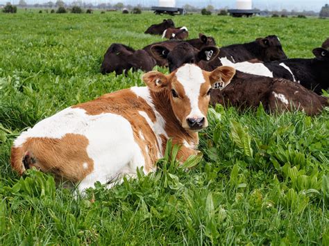 Reducing N Fertiliser Use Align Farms