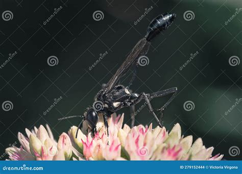 Thread Waisted Wasp Sand Sphecid Wasp Or Digger Wasp Sphex Dorsalis Dig Burrows With