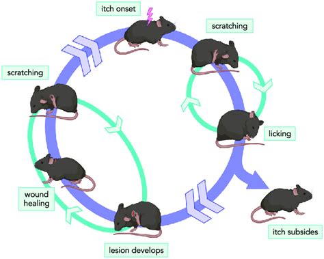 The Cycle Of Itch Evoked Scratching Download Scientific Diagram