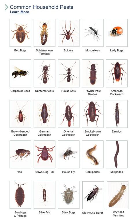 An Image Of Different Types Of Bugs And Insects