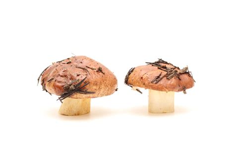 흰색 배경에 고립 된 튜브 Suillus 버섯에 두 개의 더러운 껍질을 벗기지 않은 서 0명에 대한 스톡 사진 및 기타 이미지 0명 10월 11월 Istock