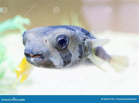 Giant Puffer Fish On The Sandy Bottom Of The Red Sea Egypt Curious