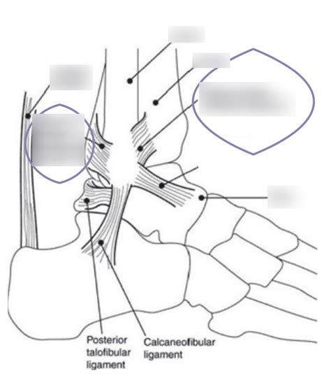 Tibiofibular Joint Diagram Quizlet