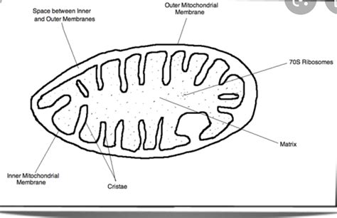 [solved] Label Two Parts Of The Mitochondria Label Where Each Step Of Course Hero