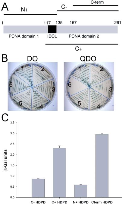 Prox1 Interacted With The Idcl And The Carboxyl Terminal Domain Of