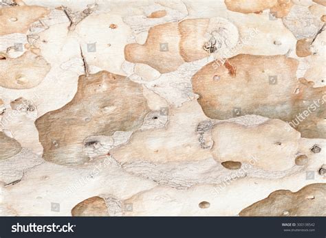 Background Texture Tree Bark Skin Bark Stock Photo Shutterstock