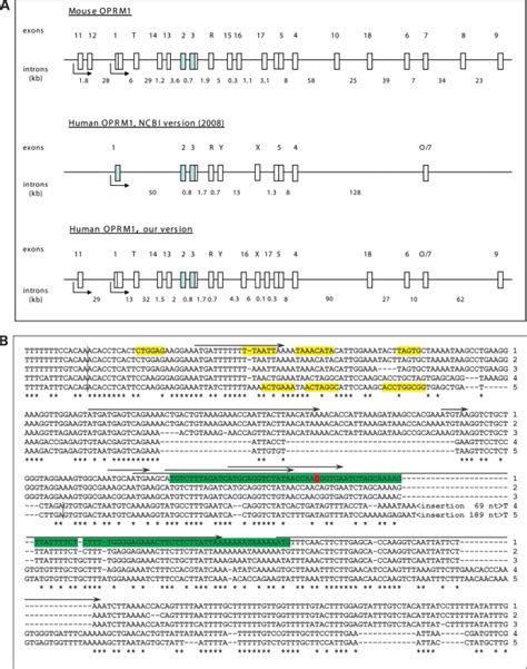 The Structure Of The Human And Mouse Oprm1 Gene A Conventional Download Scientific Diagram