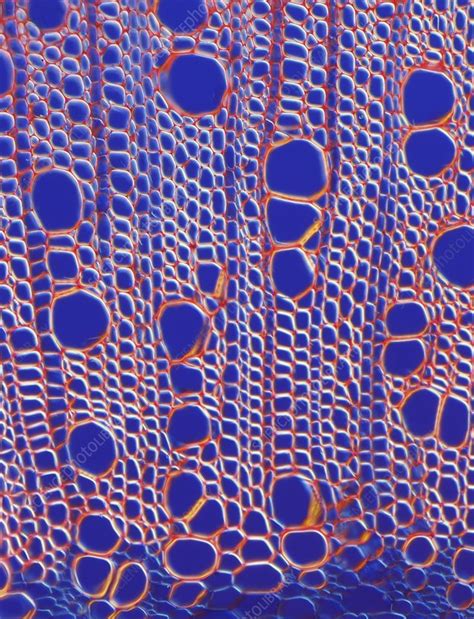 Cannabis Plant Stem Light Micrograph Stock Image C019 5120 Science Photo Library