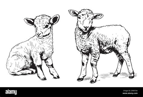 Lamb Drawing Outline