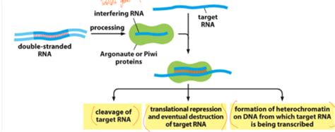Module 5 Flashcards Quizlet