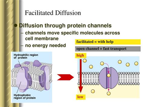 PPT Introduction To Human Physiology PowerPoint Presentation Free