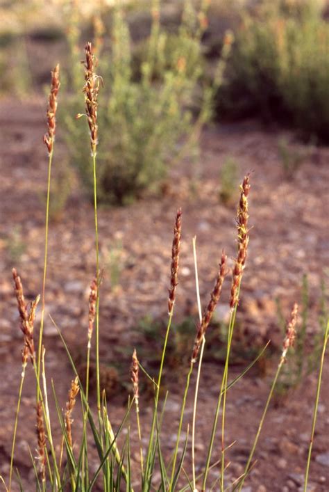 Galleta Grass