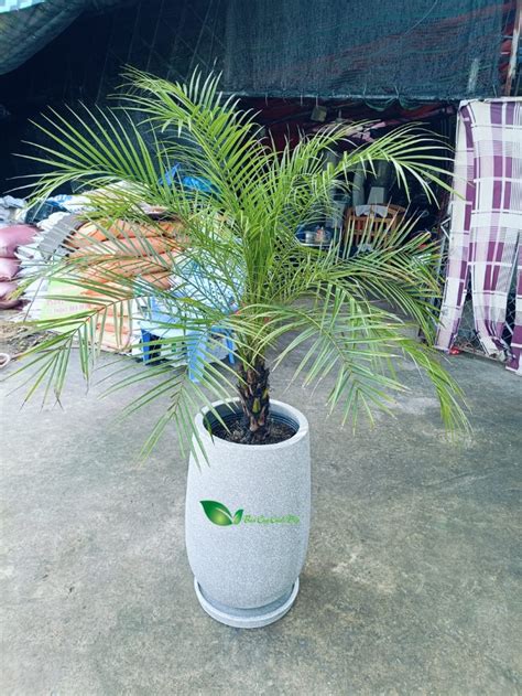 Bán Chậu Cau Nga Mi Mẫu C325 Giá Từ 1 560 000