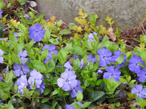 Vinca Blues Photograph By Barbara Ebeling Fine Art America