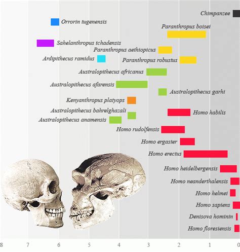 Hominid Vs Hominin Same Difference Right The Rockstar Anthropologist