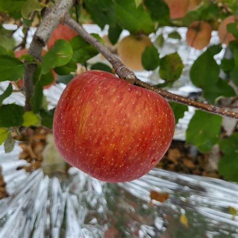 DS PG Apples Object Detection Dataset By Manzanas