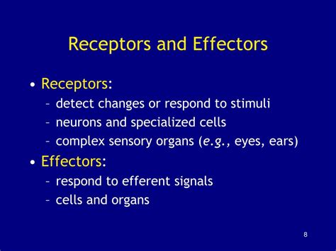 Ppt Chapter 12 Neural Tissue Powerpoint Presentation Free Download